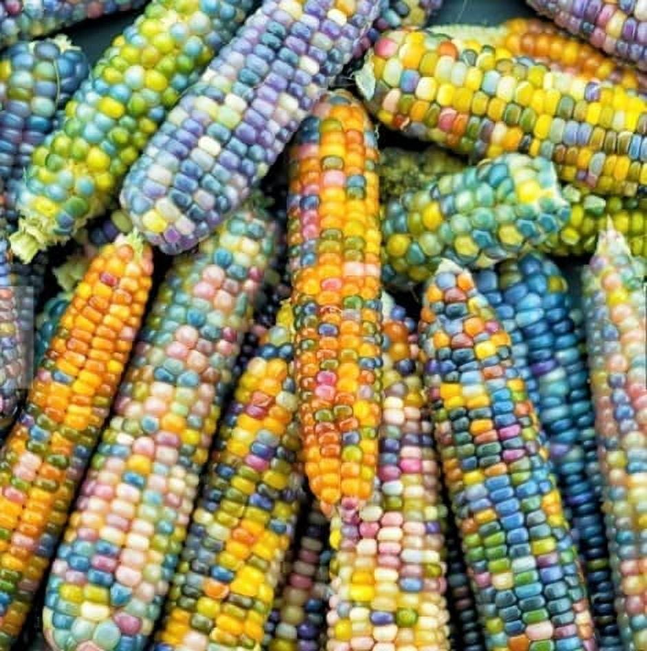 Glass Gem Corn Seeds - 75 Seeds - Beautiful Rainbow Colored Heirloom ...