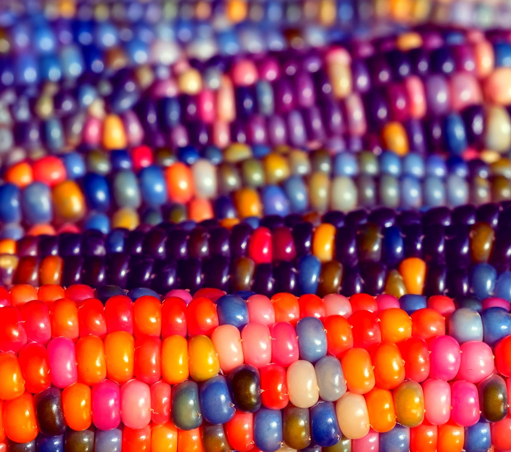 Rare Glass Gem Indian Corn Seeds - 40+ Seeds - Vibrant Translucent ...