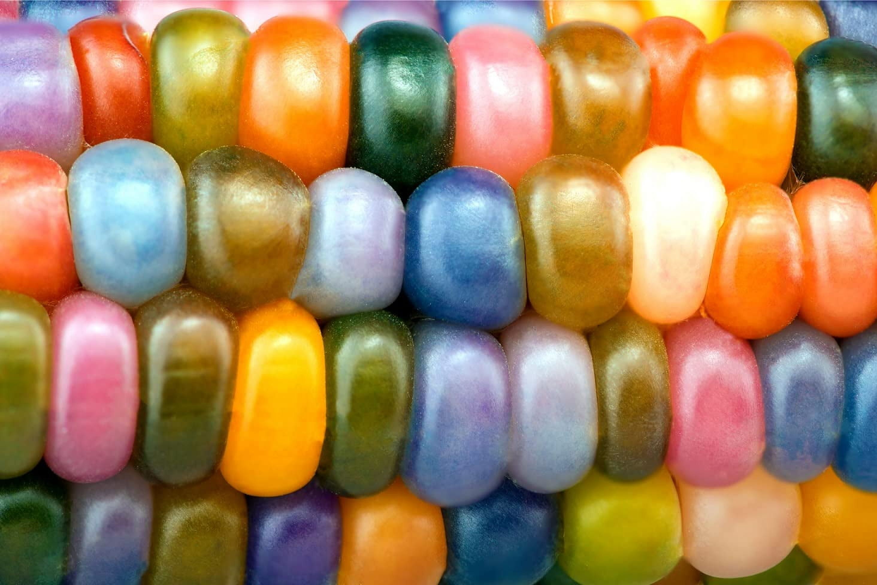 Glass Gem Indian TWE5 Corn Seeds for Planting - 25+ Seeds - Vibrant ...