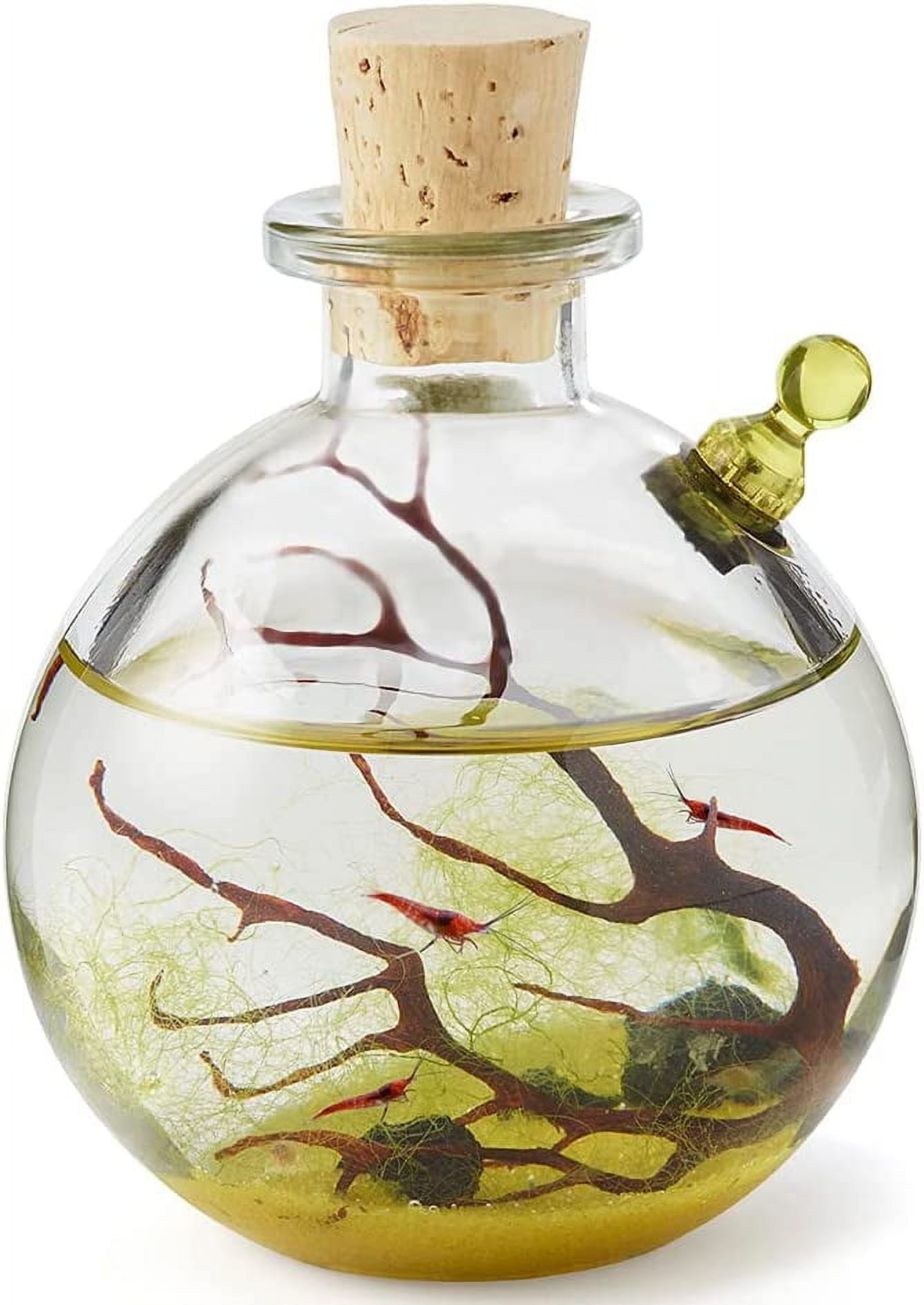 Glass Self-Sustaining Ecosystem - Walmart.com