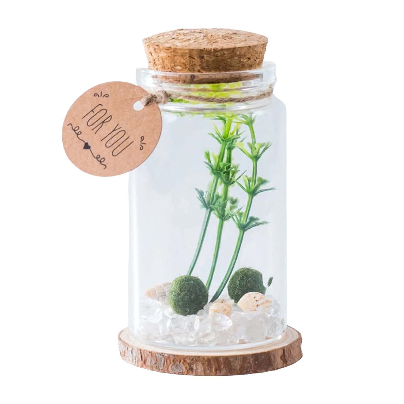 Glass Terrarium Kit - Cylinder Vase, Unique Decorative Desktop Ornament ...