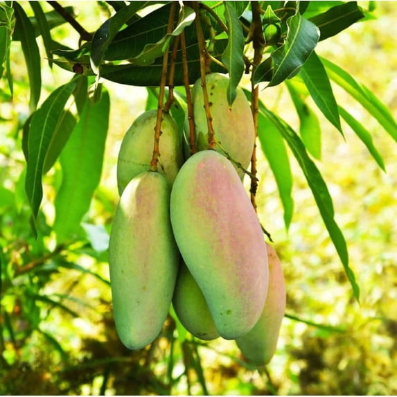 Glen Mango Tree Live Plant 14-18" Tall in Pot - Sweet Mango Tree ...