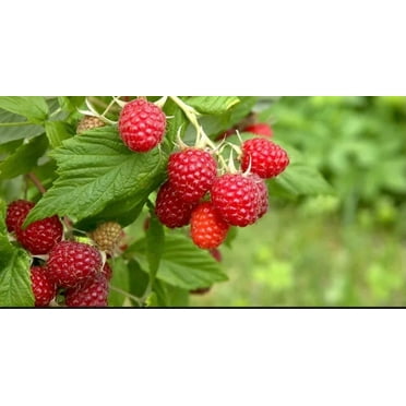 Carolina Raspbery - 2 Red Raspberry Plant - Everbearing - Organic Grown ...