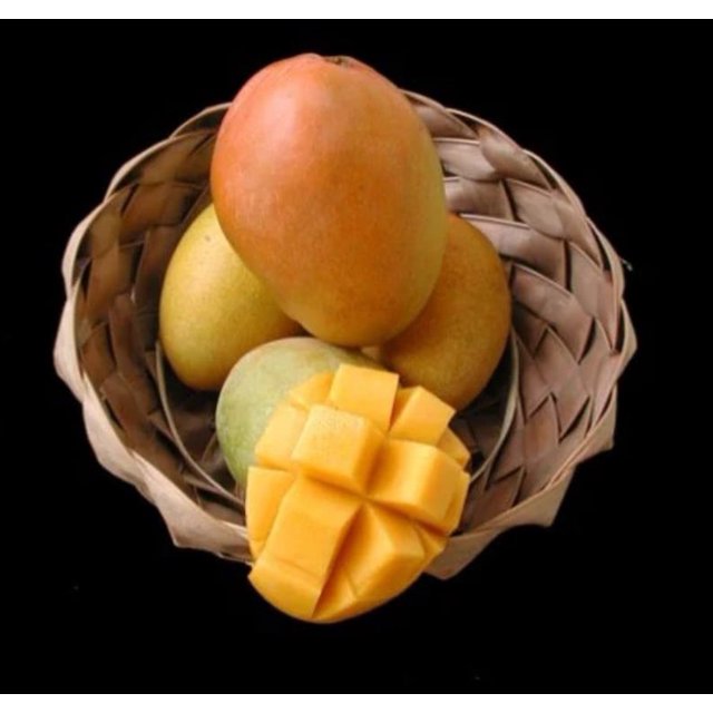 Glenn mango tree cold hardy GRAFTED 2-4 Ft Tall. Ship To ALL STATES ...