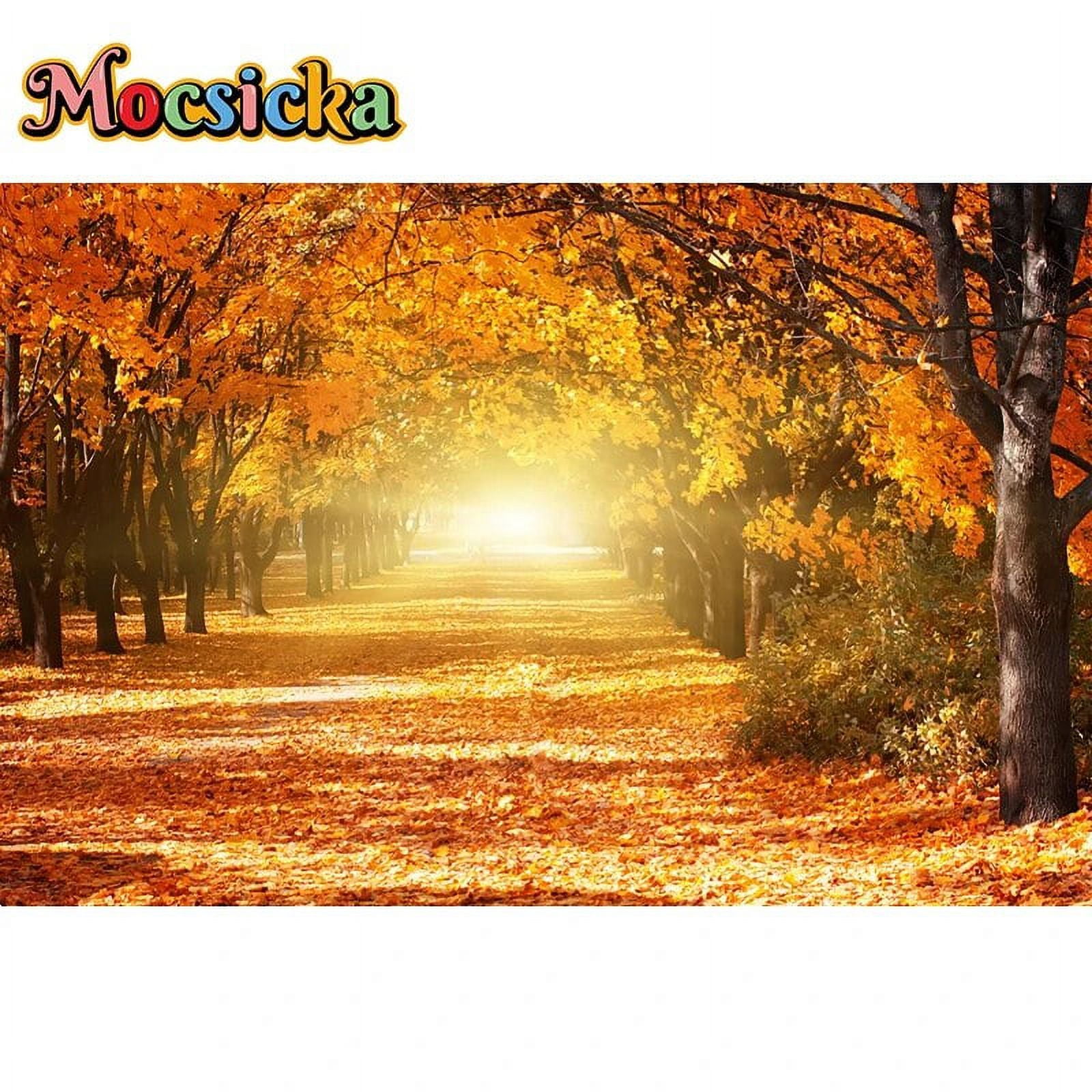 Glitter Autumn Forest Photography Background Nature Landscape Autumn ...