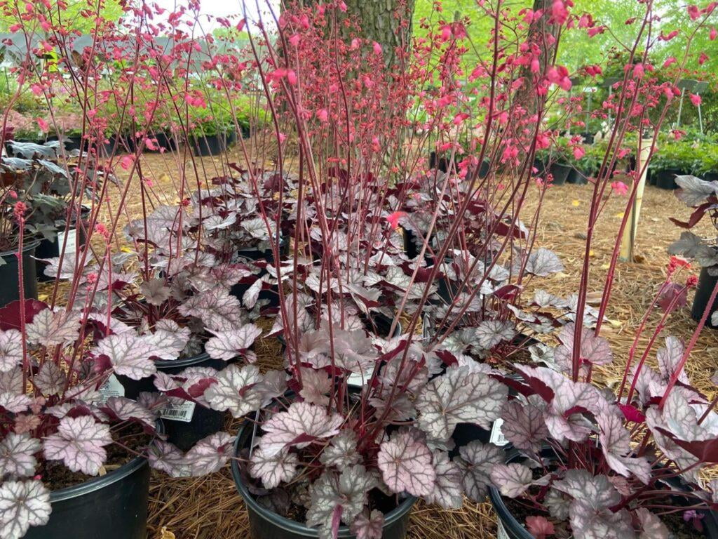 Glitter' Coral Bells 1 Gallon (Pack of 4) - Walmart.com
