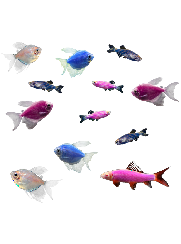 Live Aquarium Fish in Fish Supplies - Walmart.com