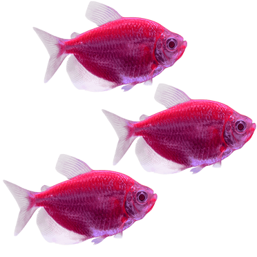 GloFish® Starfire Red® Angelfish and Danio Combo - Walmart.com