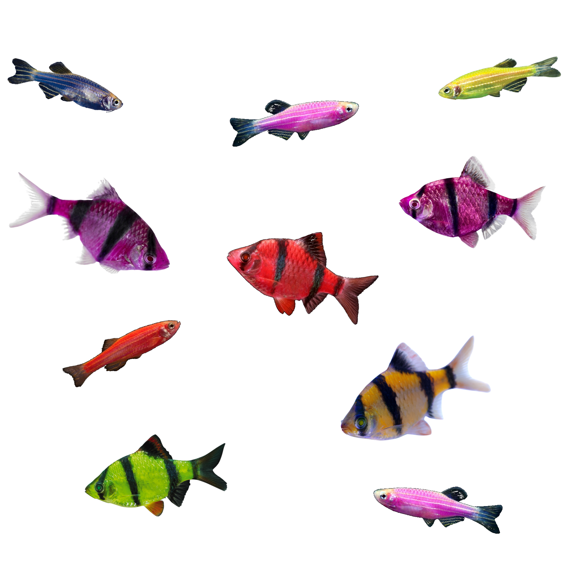 GloFish® 10G Active Aquarium Tiger Barb-Danio 10ct Live Fish for ...