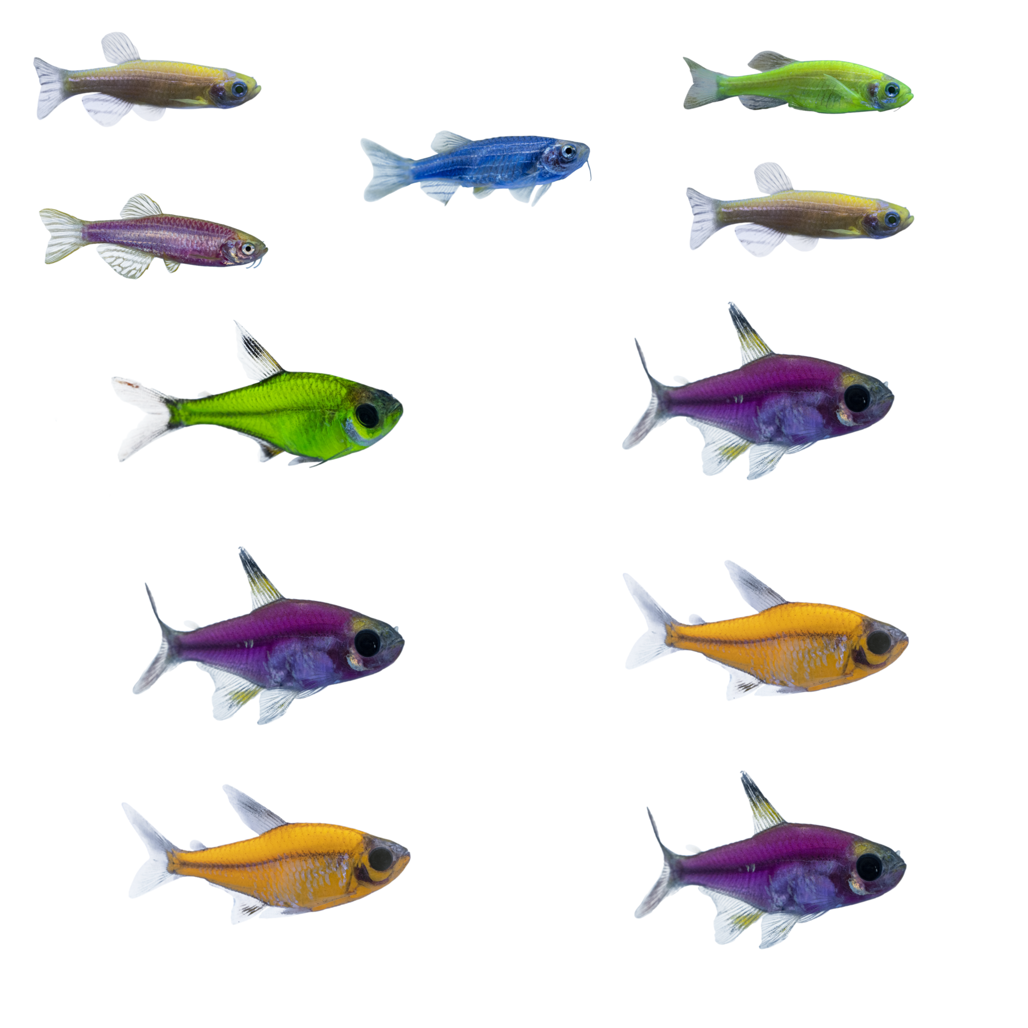 GloFish® Danio-Pristella Tetra 11ct Live Fish Assortment - Walmart.com