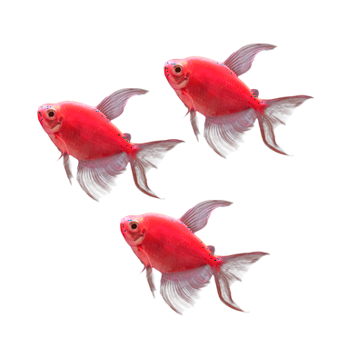 GloFish® Starfire Red® Angelfish and Danio Combo - Walmart.com