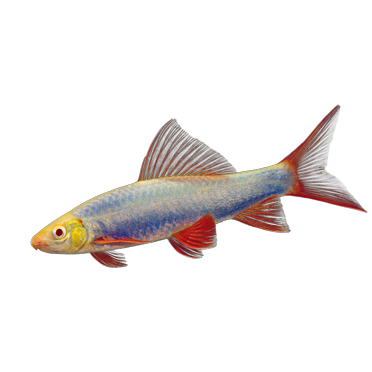 GloFish® Starfire Red® Angelfish and Danio Combo - Walmart.com