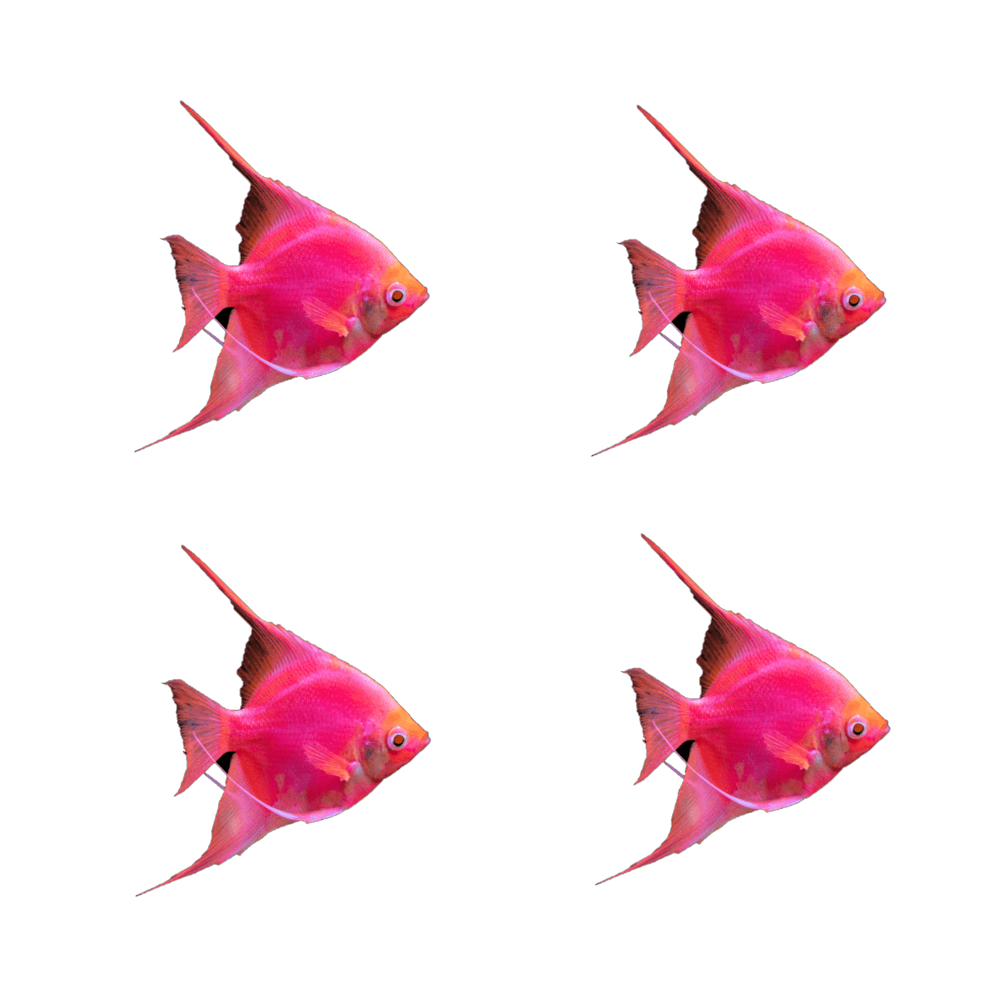 GloFish® Starfire Red® Angelfish (4 ct) - Walmart.com