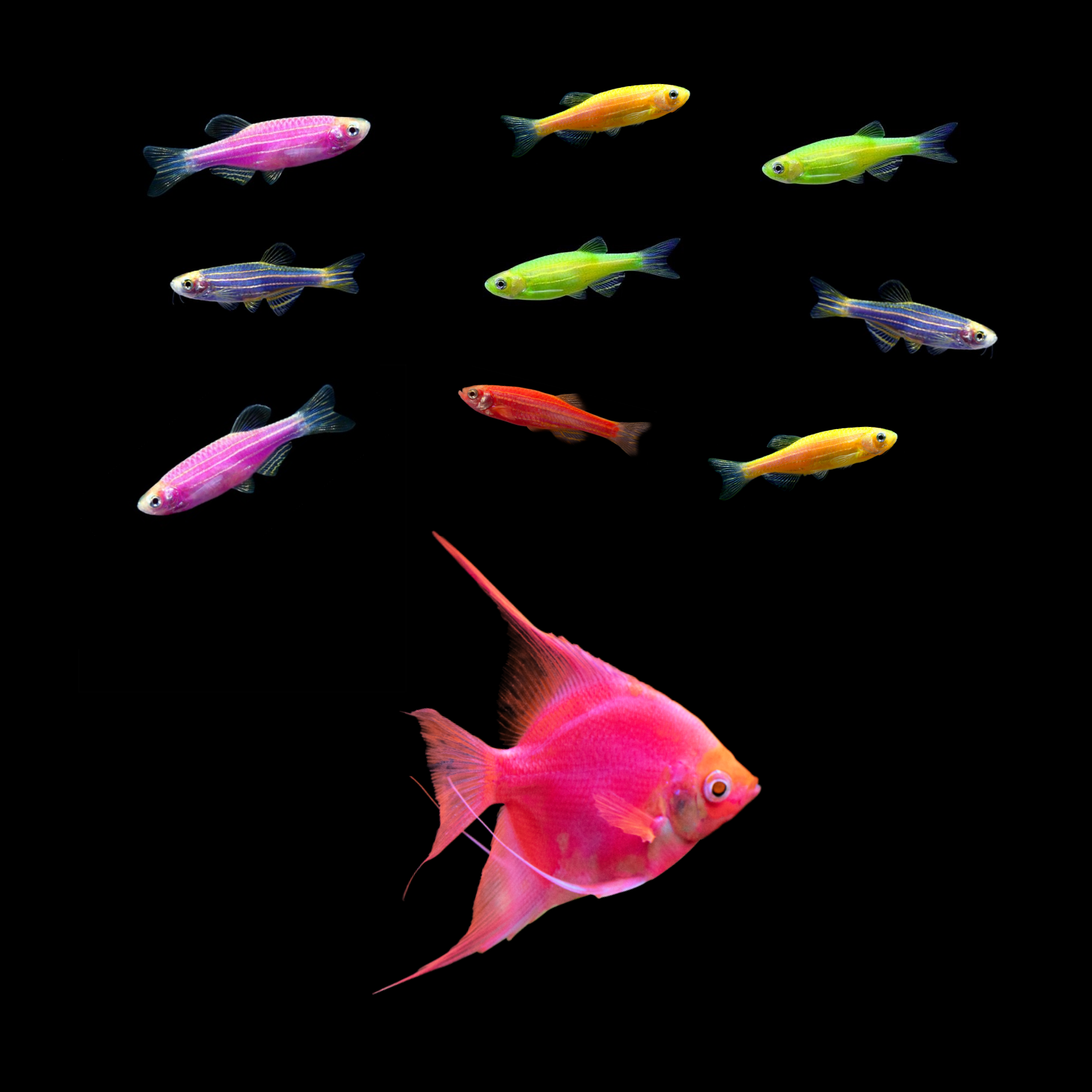 GloFish® Starfire Red® Angelfish and Danio Combo - Walmart.com