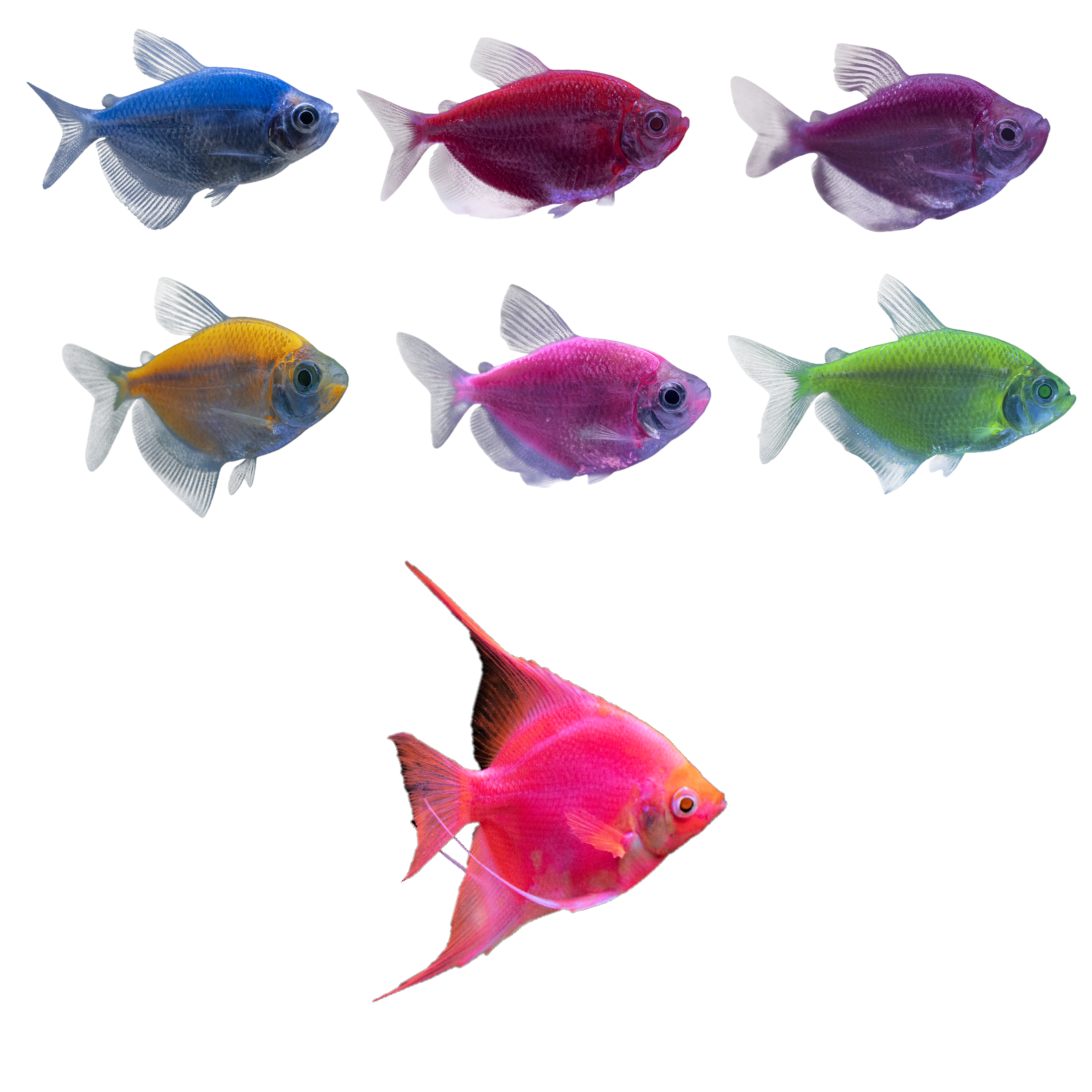 GloFish® Starfire Red® Angelfish and Tetra Combo - Walmart.com