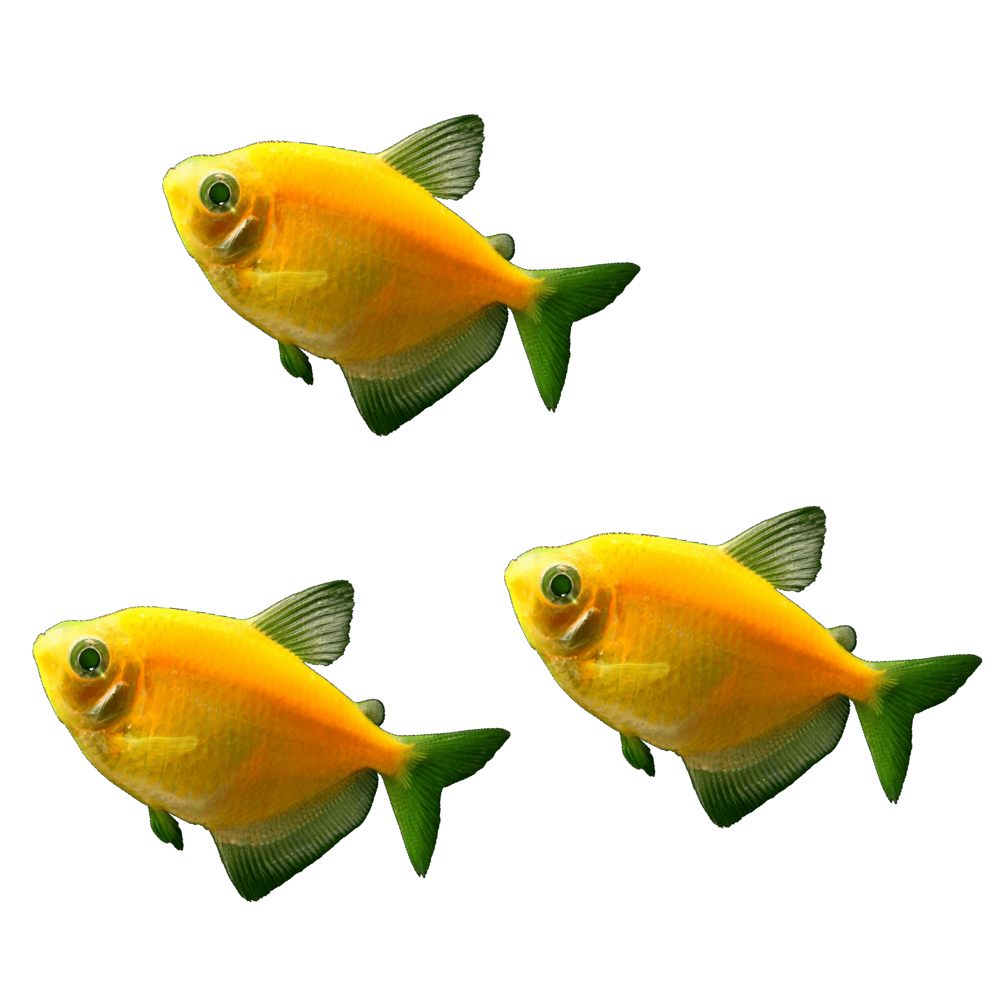Orange Tetra Fish