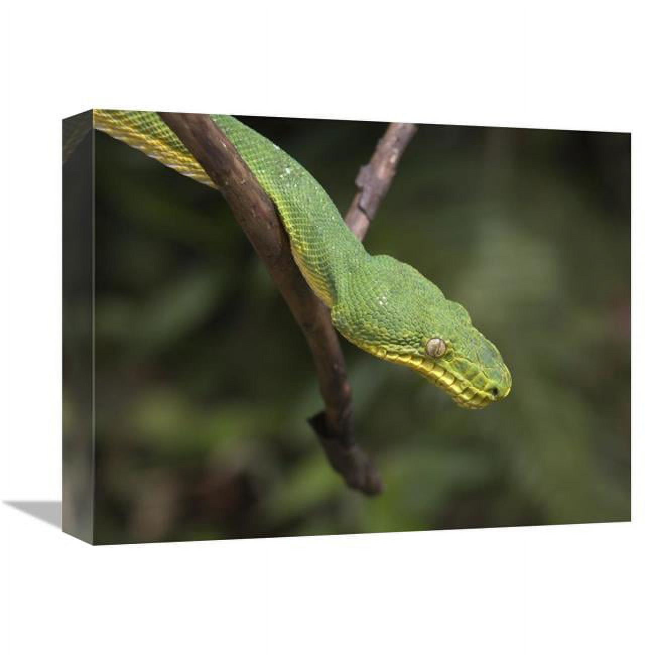 Global Gallery 12 x 16 in. Emerald Tree Boa in Tree - Costa Rica Art Print - Tim Fitzharris ...