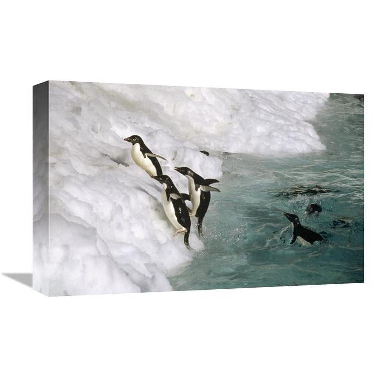 Global Gallery Adelie Penguin Group Leaping Ashore - Foyn Island ...