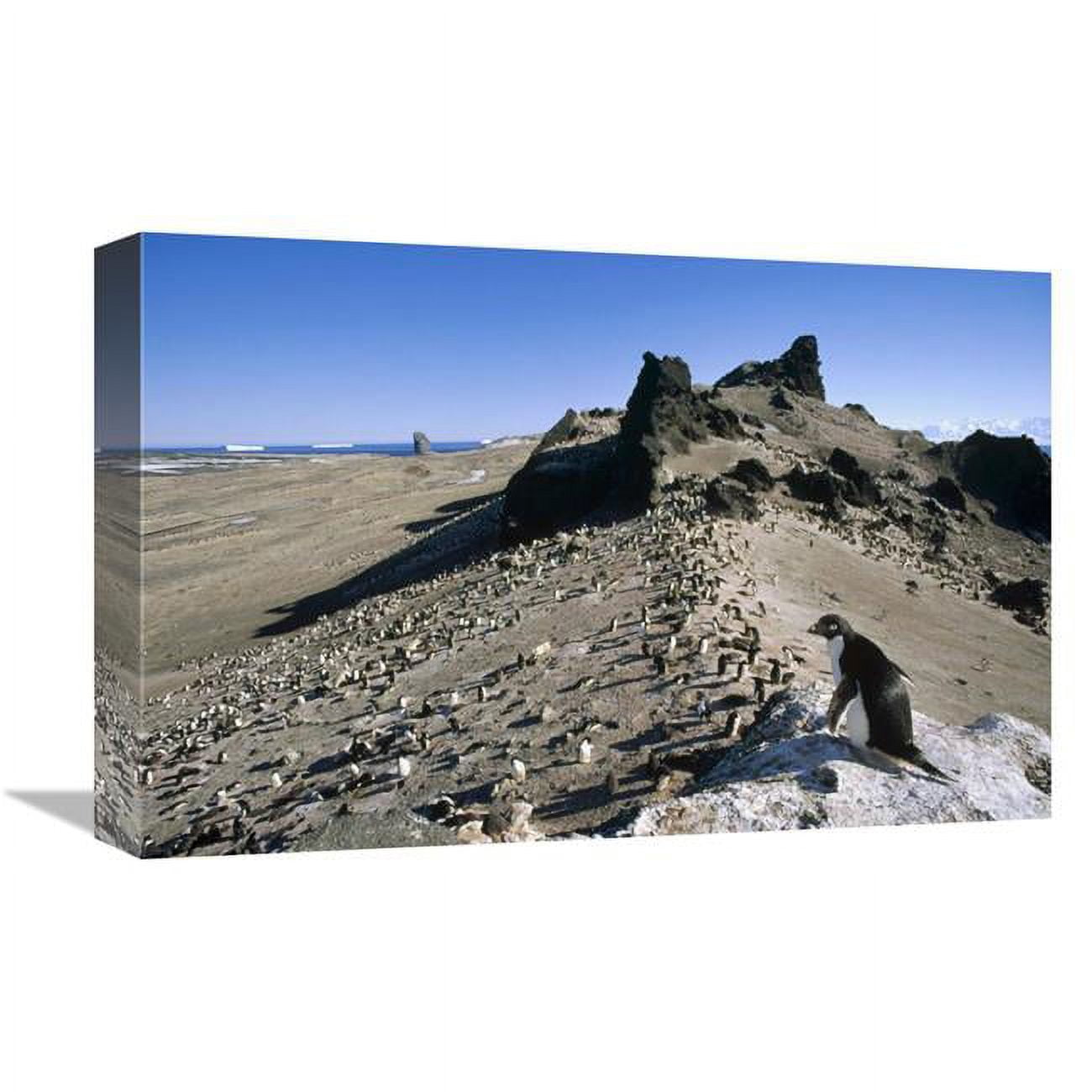 Global Gallery 12 x 18 in. Adelie Penguin Overlooking Rookery, Volcanic ...