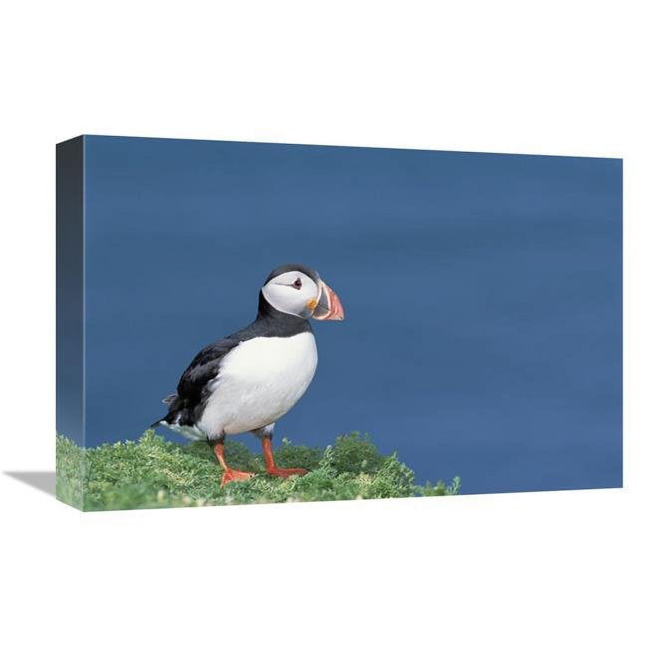 Global Gallery 12 x 18 in. Atlantic Puffin Showing Breeding Color ...