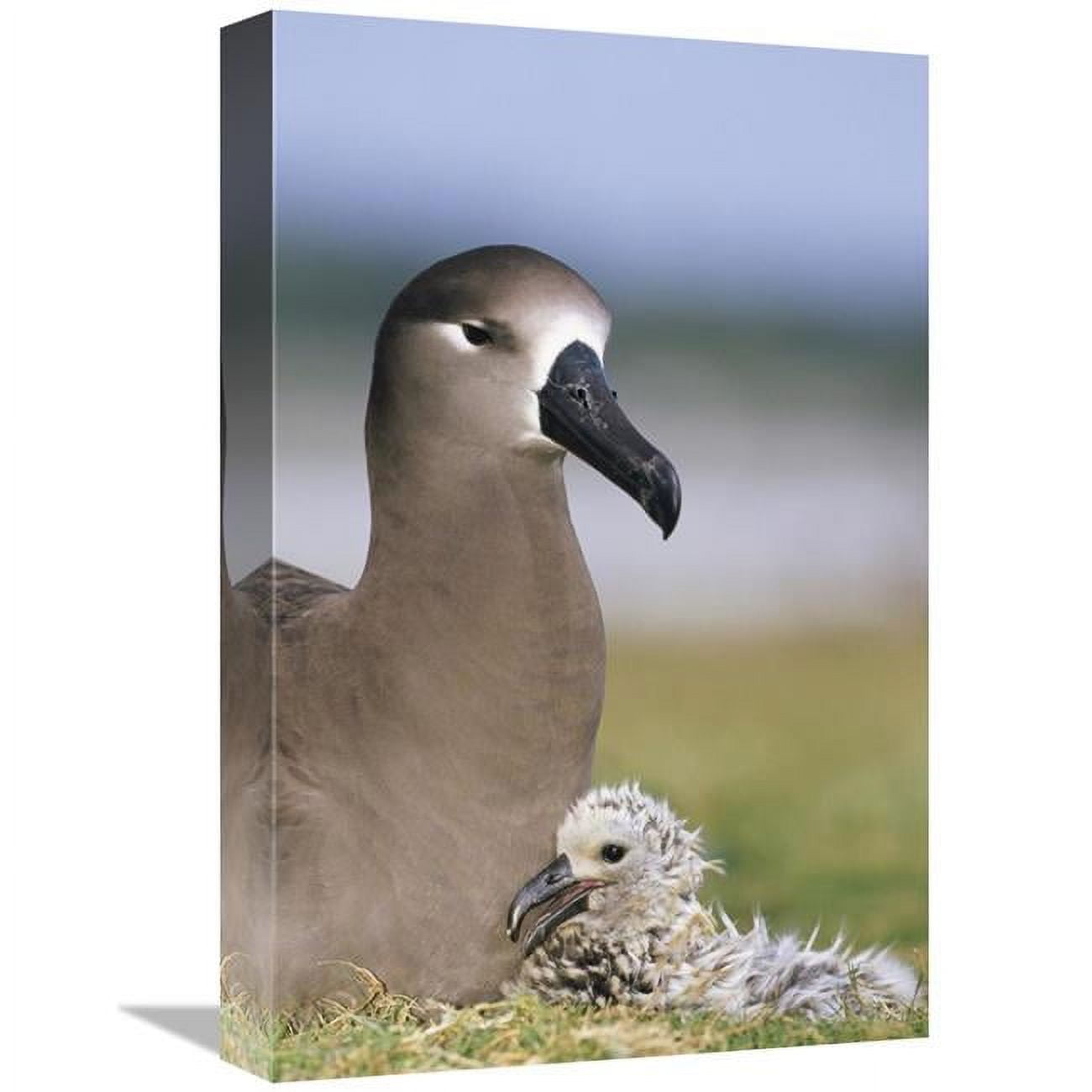 Global Gallery 12 x 18 in. Black-Footed Albatross Guarding Young Chick ...