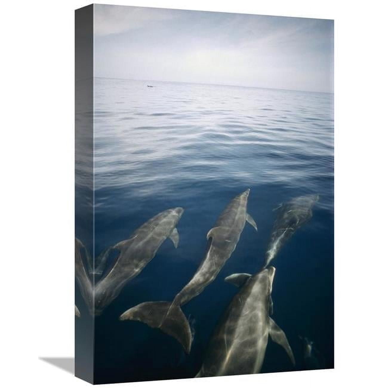 Global Gallery 12 x 18 in. Bottlenose Dolphin Pod Surfacing - Isabella ...