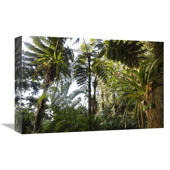 Global Gallery 12 x 18 in. Bromeliad & Tree Fern At 1500 Meters ...