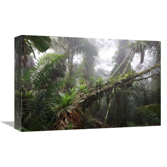 Global Gallery 12 x 18 in. Bromeliad & Tree Fern At 1600 Meters ...