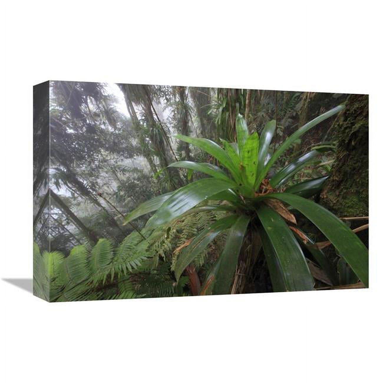 Global Gallery 12 x 18 in. Bromeliad & Tree Fern At 1600 Meters ...