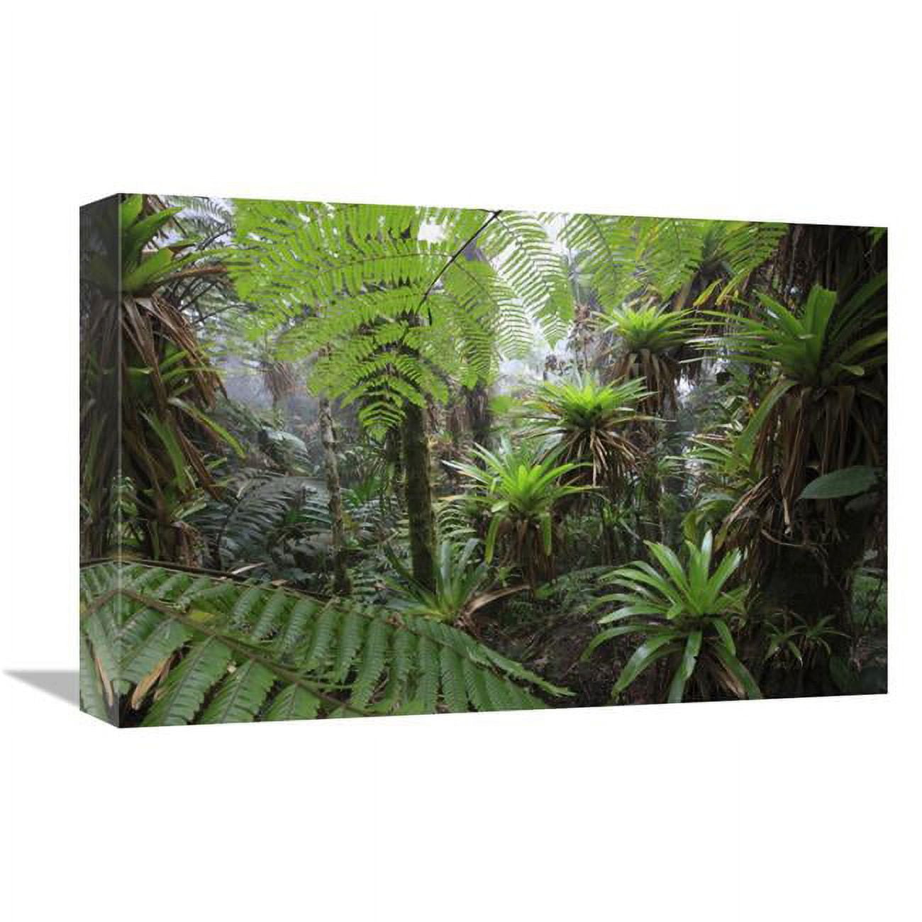 Global Gallery 12 x 18 in. Bromeliad & Tree Fern At 1600 Meters ...