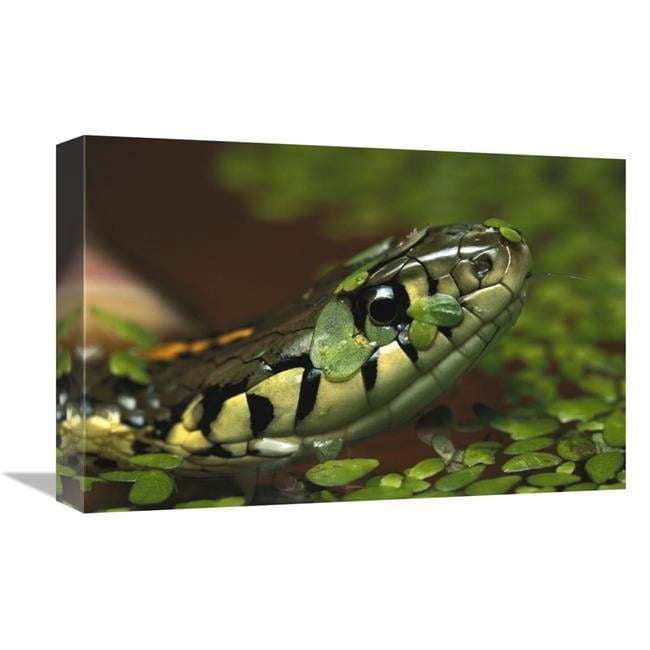 Global Gallery 12 x 18 in. Common Garter Snake in Water with Duckweed ...