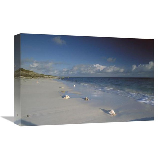 Global Gallery Conch Shell on Seven Mile Beach - Grand Turk Island ...