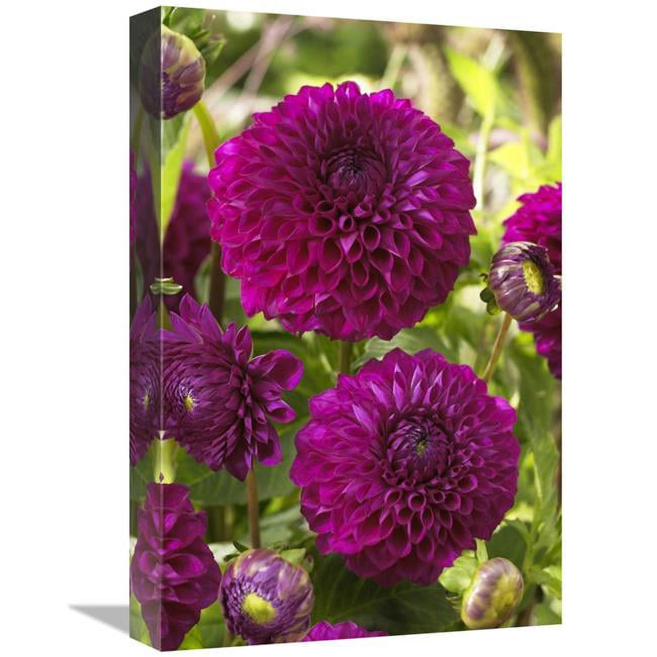 Global Gallery 12 x 18 in. Dahlia Boom Boom Purple Variety Flowers Art ...
