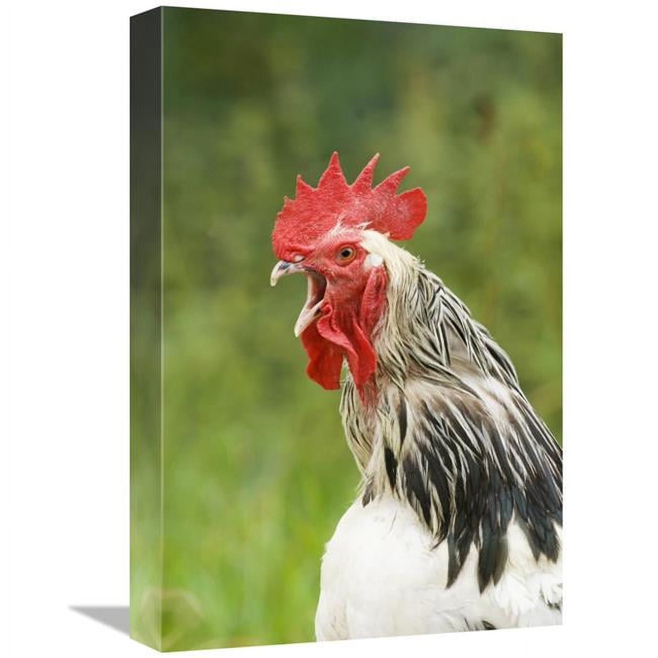 Global Gallery 12 x 18 in. Domestic Chicken - Light Sussex Cockerel ...