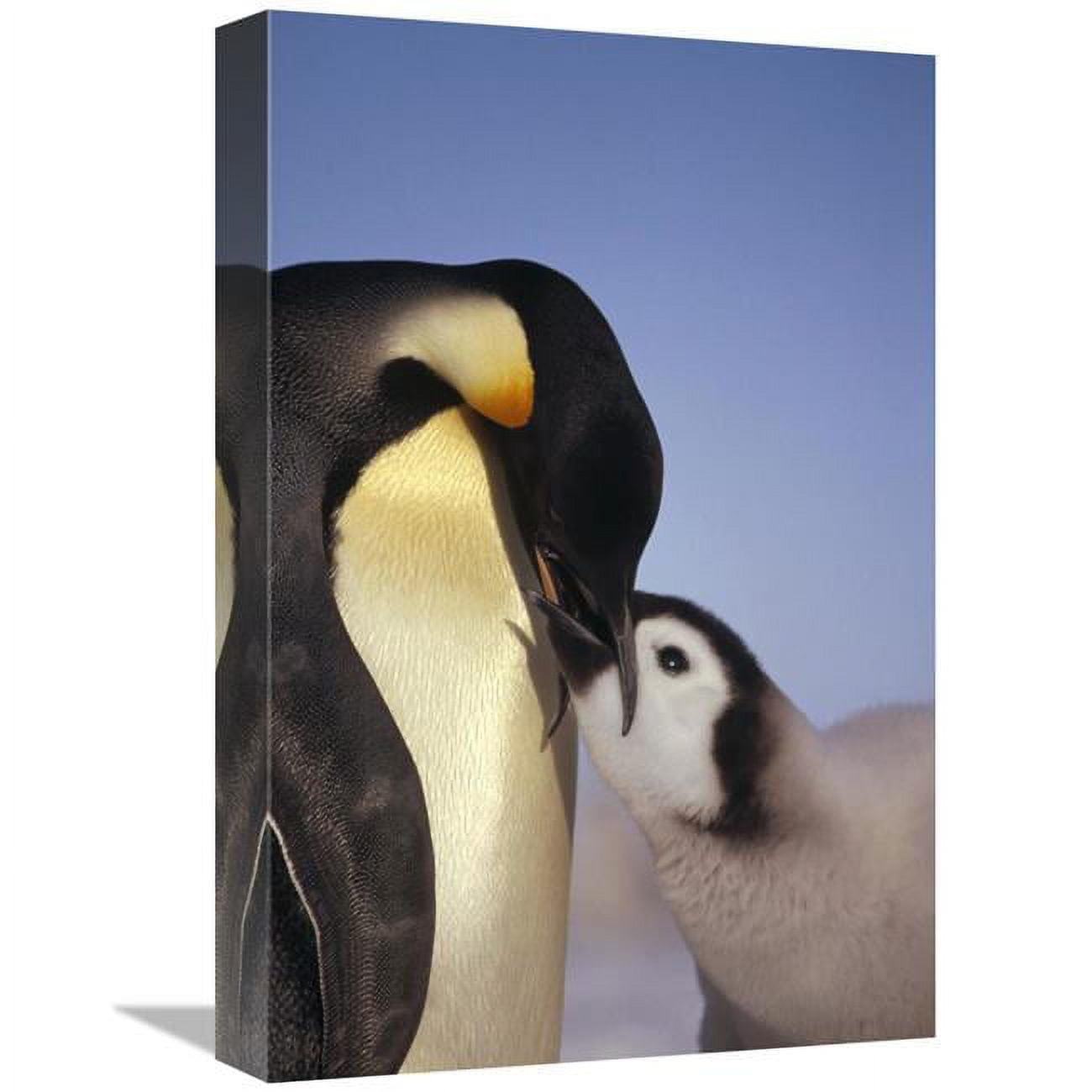 Global Gallery Emperor Penguin Parent Feeding Chick - Riiser-Larsen Ice ...