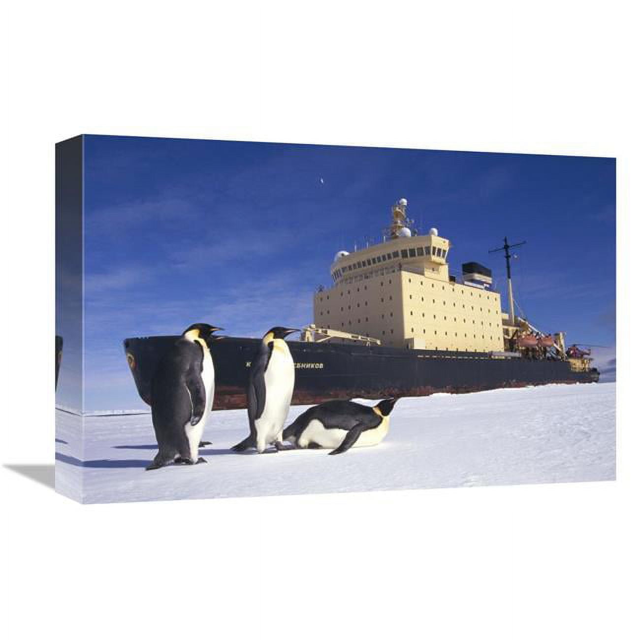 Global Gallery Emperor Penguin Trio & Russian Icebreaker Parked in Fast ...