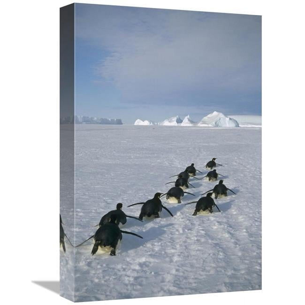 Global Gallery 12 x 18 in. Emperor Penguins Tobogganing to Rookery ...