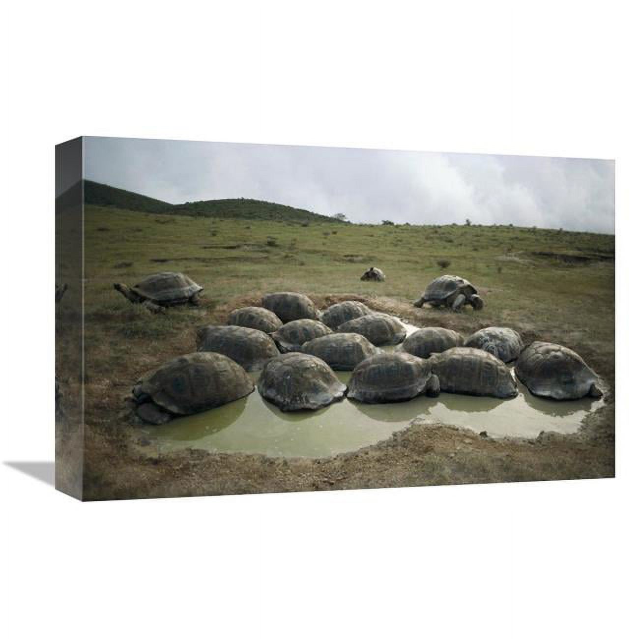 Global Gallery Galapagos Giant Tortoises Wallowing - Alcedo Volcano ...
