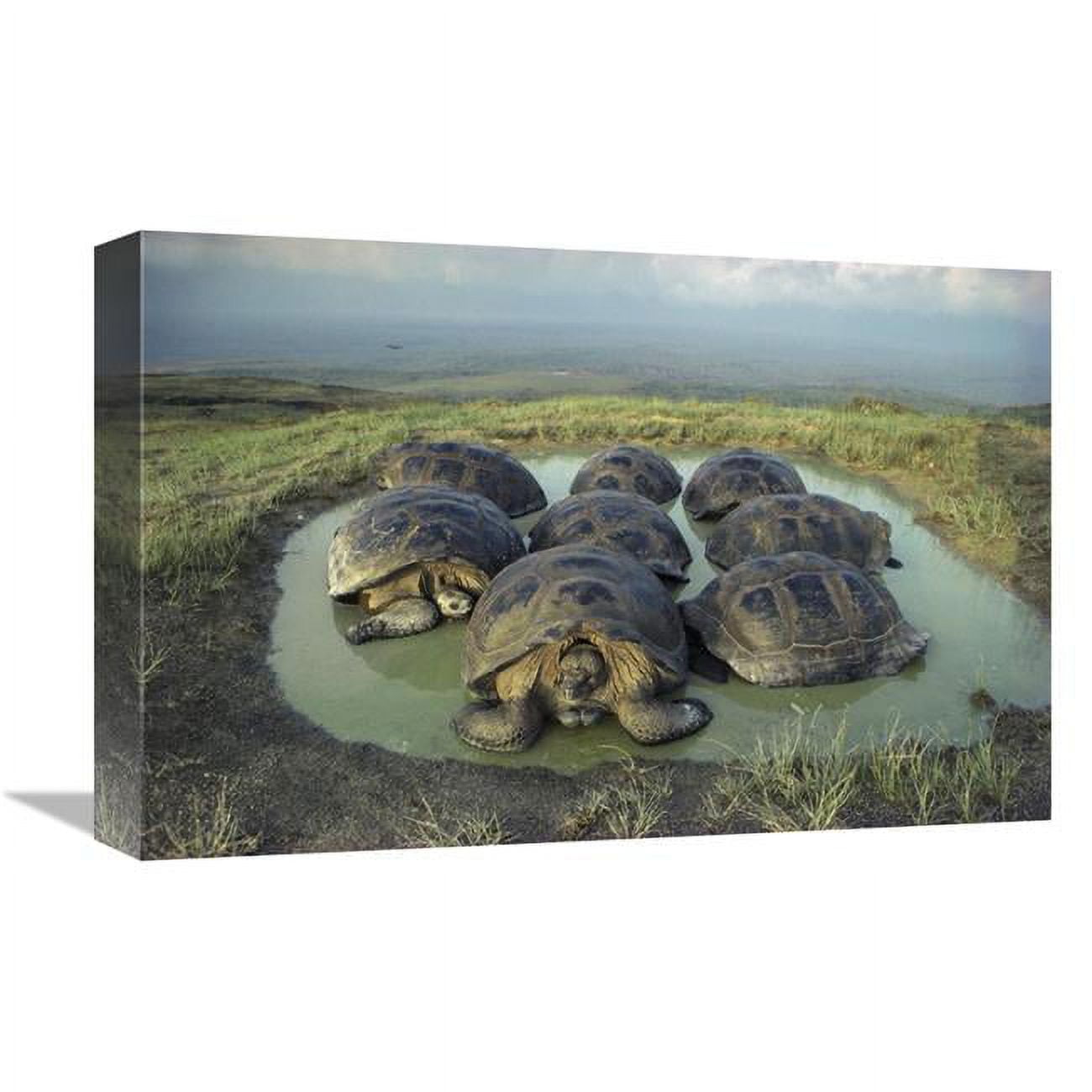 Global Gallery Galapagos Giant Tortoises Wallowing - Alcedo Volcano ...