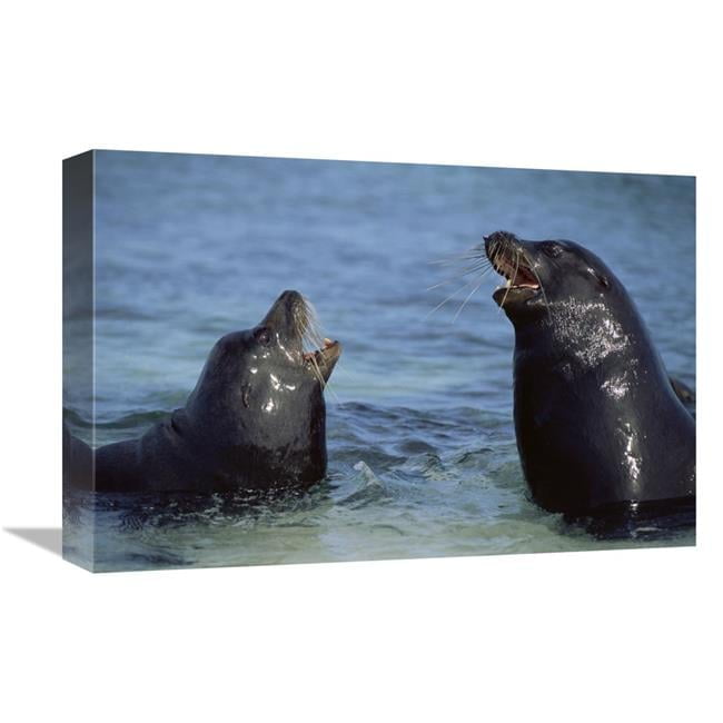 Global Gallery 12 x 18 in. Galapagos Sea Lion Bulls Fighting for ...