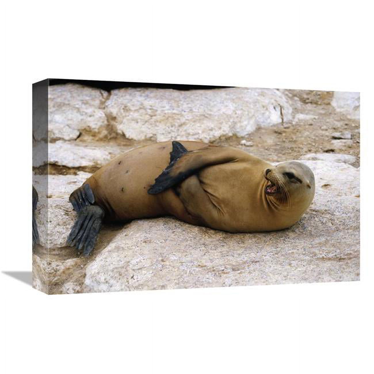 Global Gallery Galapagos Sea Lion Calling - Galapagos Islands - Ecuador ...