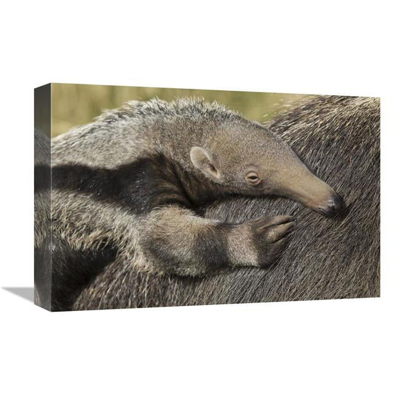 Global Gallery Giant Anteater Young on Mothers Back - Native to South ...