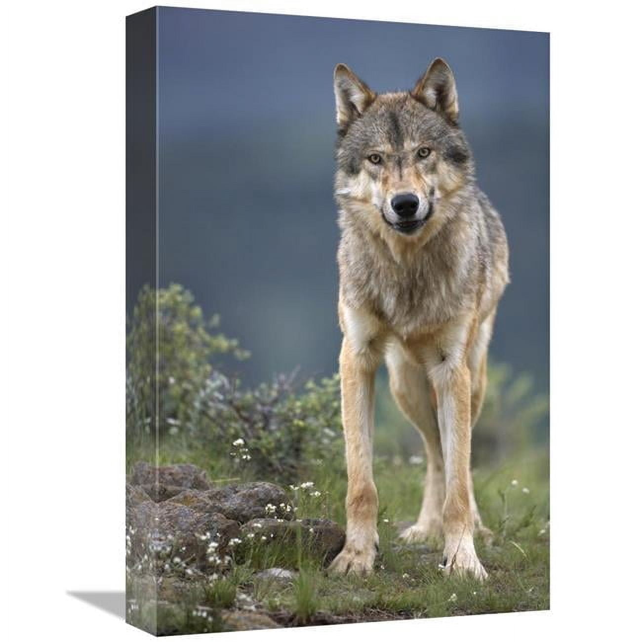 Global Gallery 12 x 18 in. Gray Wolf North America Art Print - Tim ...