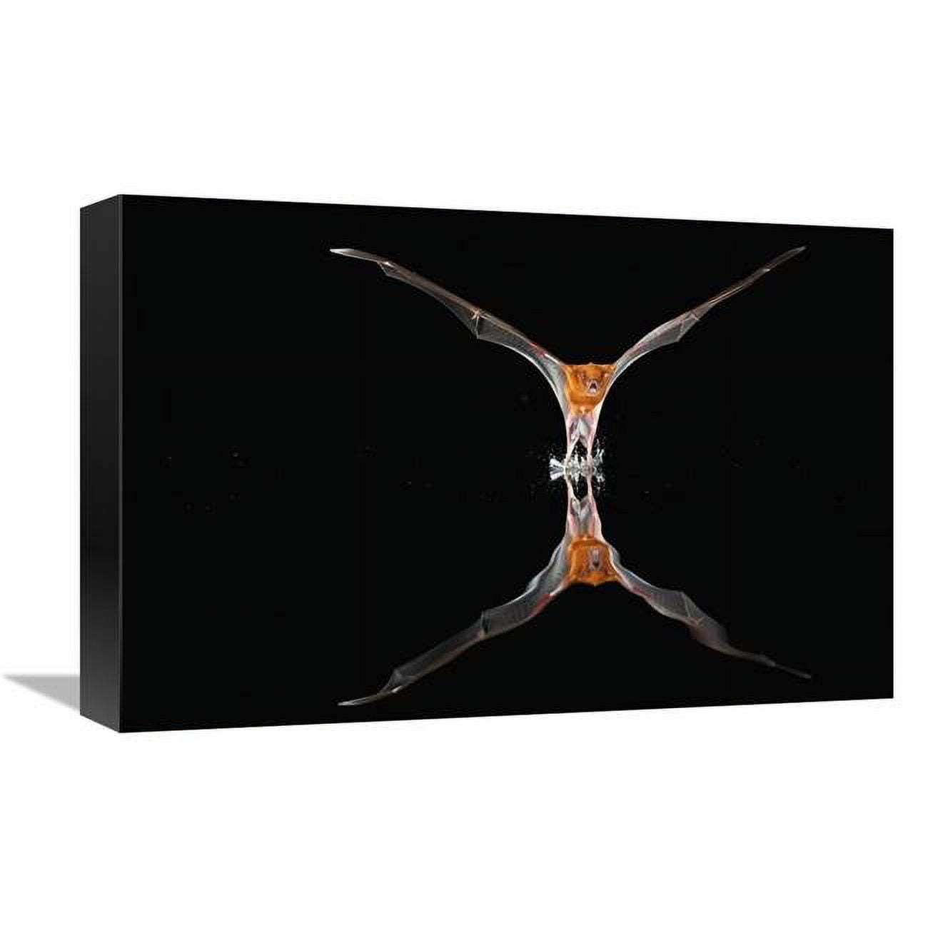 Global Gallery 12 x 18 in. Greater Bulldog Bat Fishing - Smithsonian ...