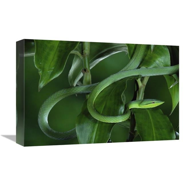 Global Gallery 12 x 18 in. Green Vine Snake Camouflaged Among ...