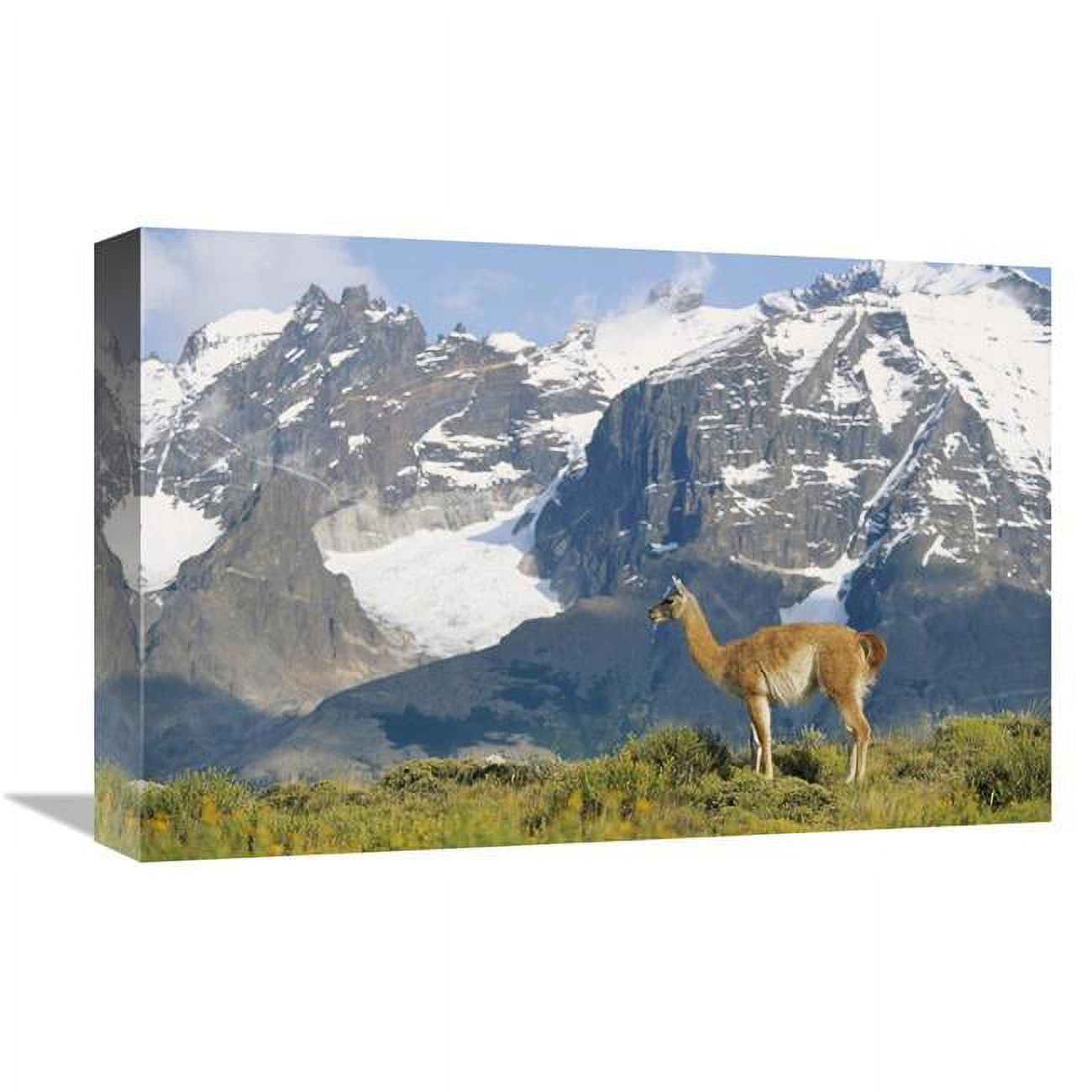Global Gallery 12 x 18 in. Guanaco Portrait Against Mountain Range ...