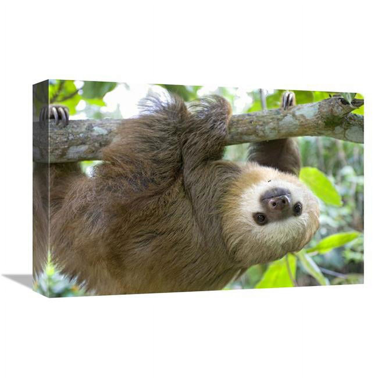 Global Gallery 12 x 18 in. Hoffmanns Two-Toed Sloth Six Month Old ...