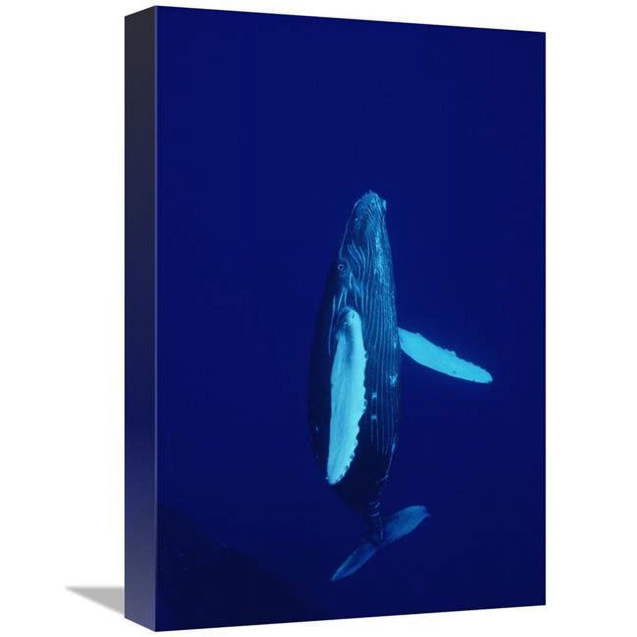 Global Gallery 12 x 18 in. Humpback Whale Curious Calf, Maui, Hawaii ...