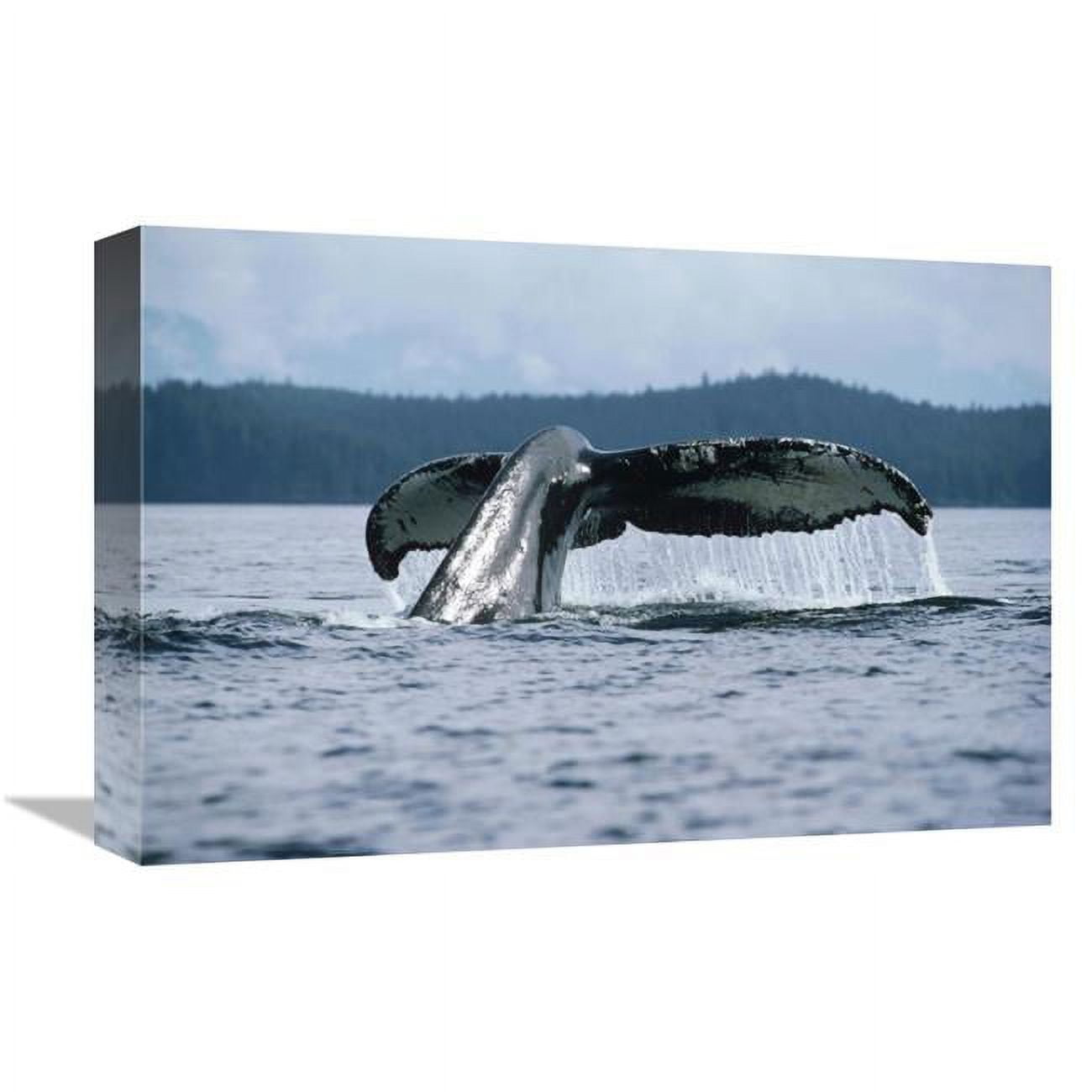 Global Gallery 12 x 18 in. Humpback Whale Tail - Alaska Art Print ...