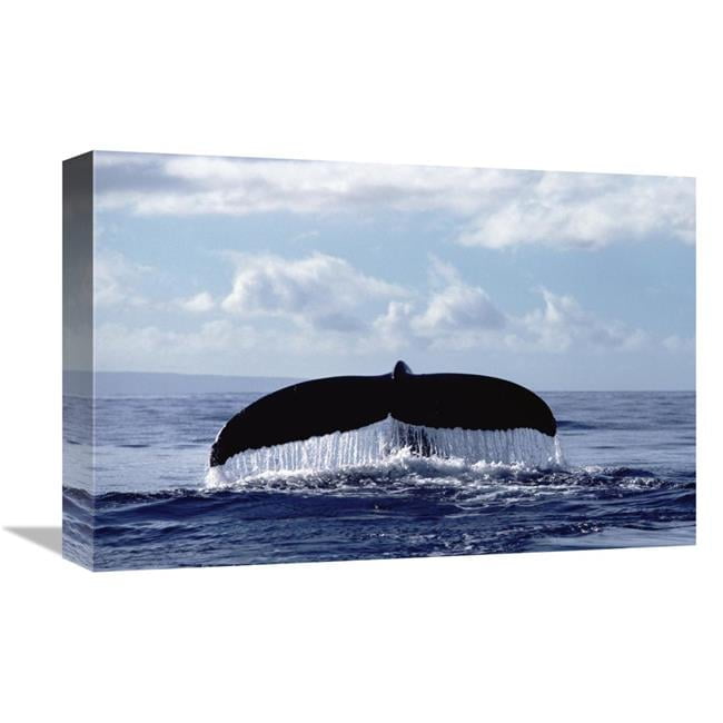 Global Gallery 12 x 18 in. Humpback Whale Tail Art Print - Flip Nicklin ...